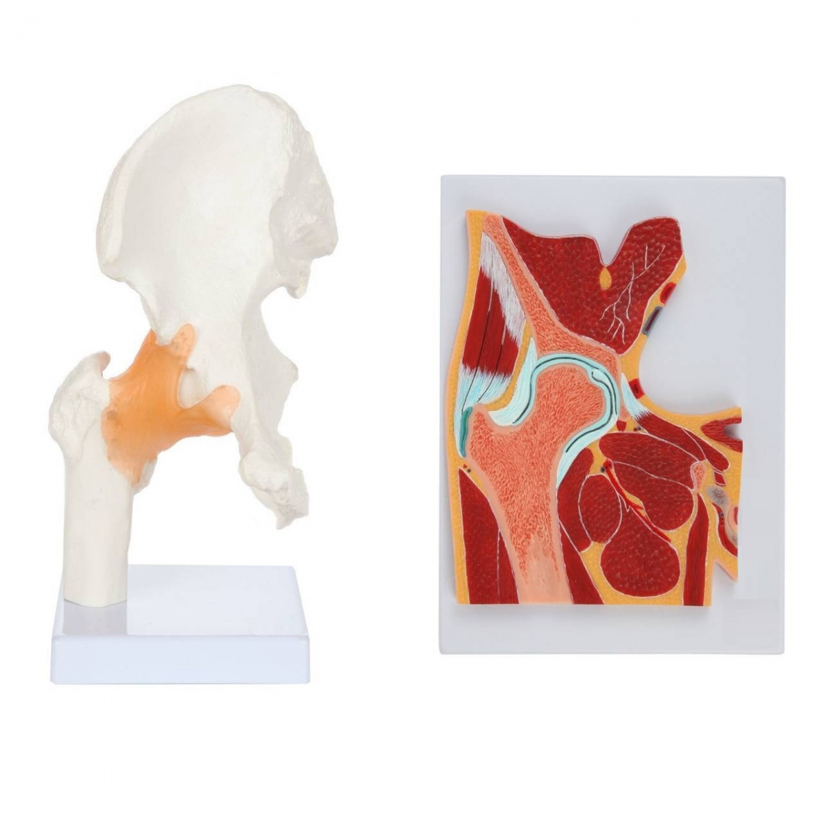 Myaskro Hip Joint & Cross Section Model Bundle | Anatomy Shop